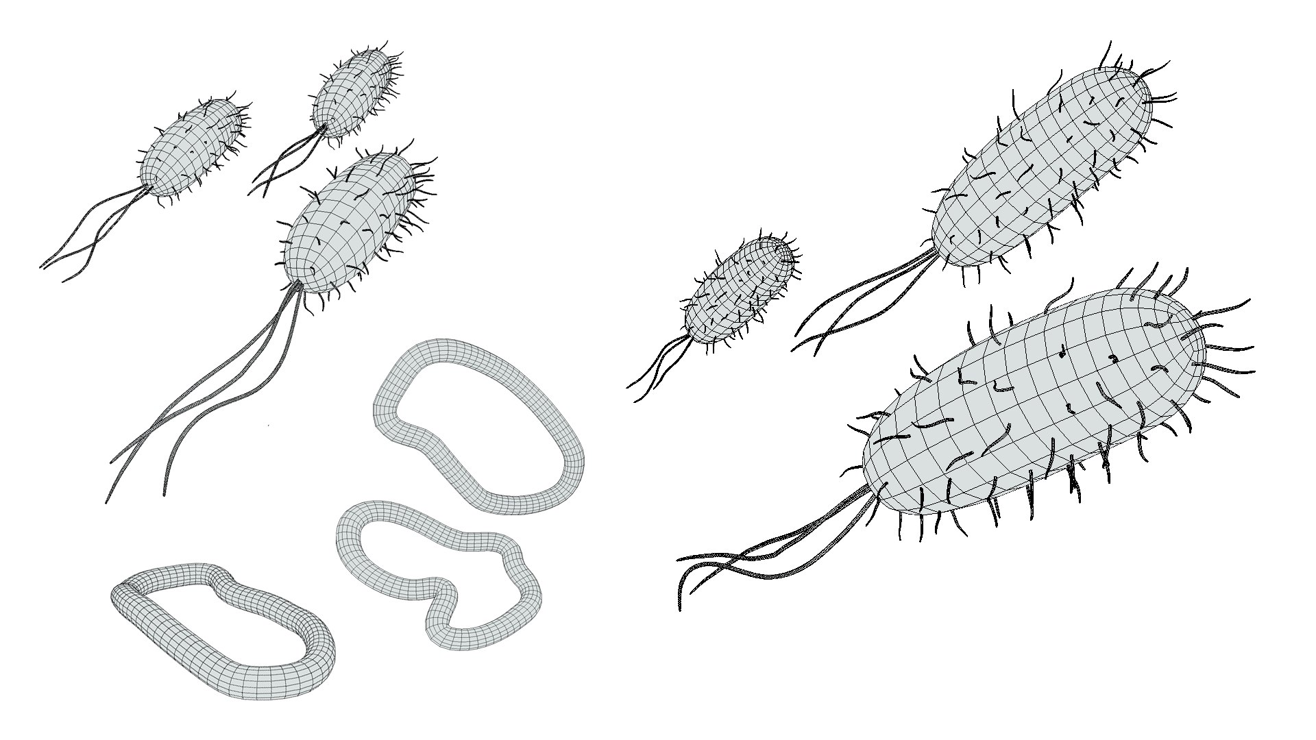 3D Prokaryotic Bacteria Cell Anatomy Model - TurboSquid 2132311
