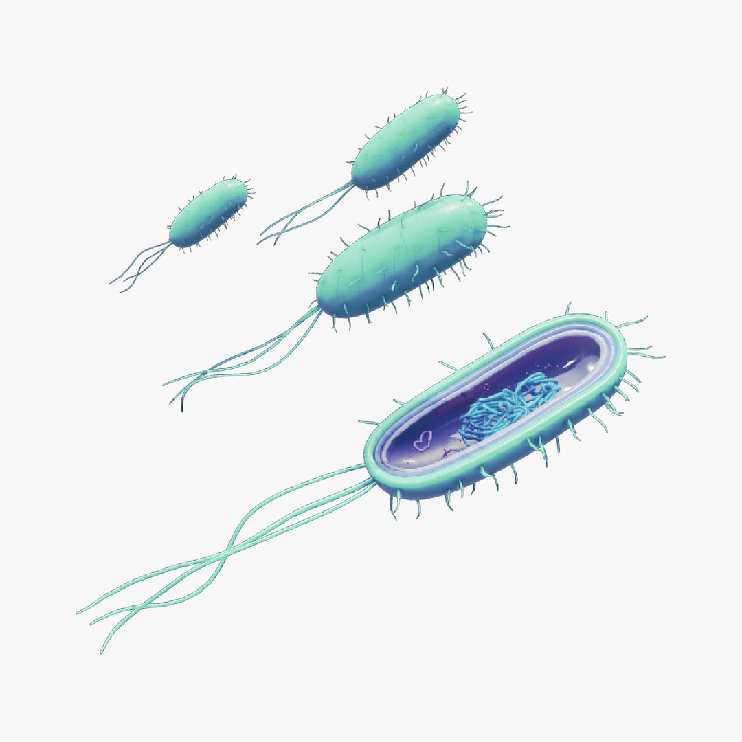 3D Prokaryotic Bacteria Cell Anatomy Model - TurboSquid 2132311