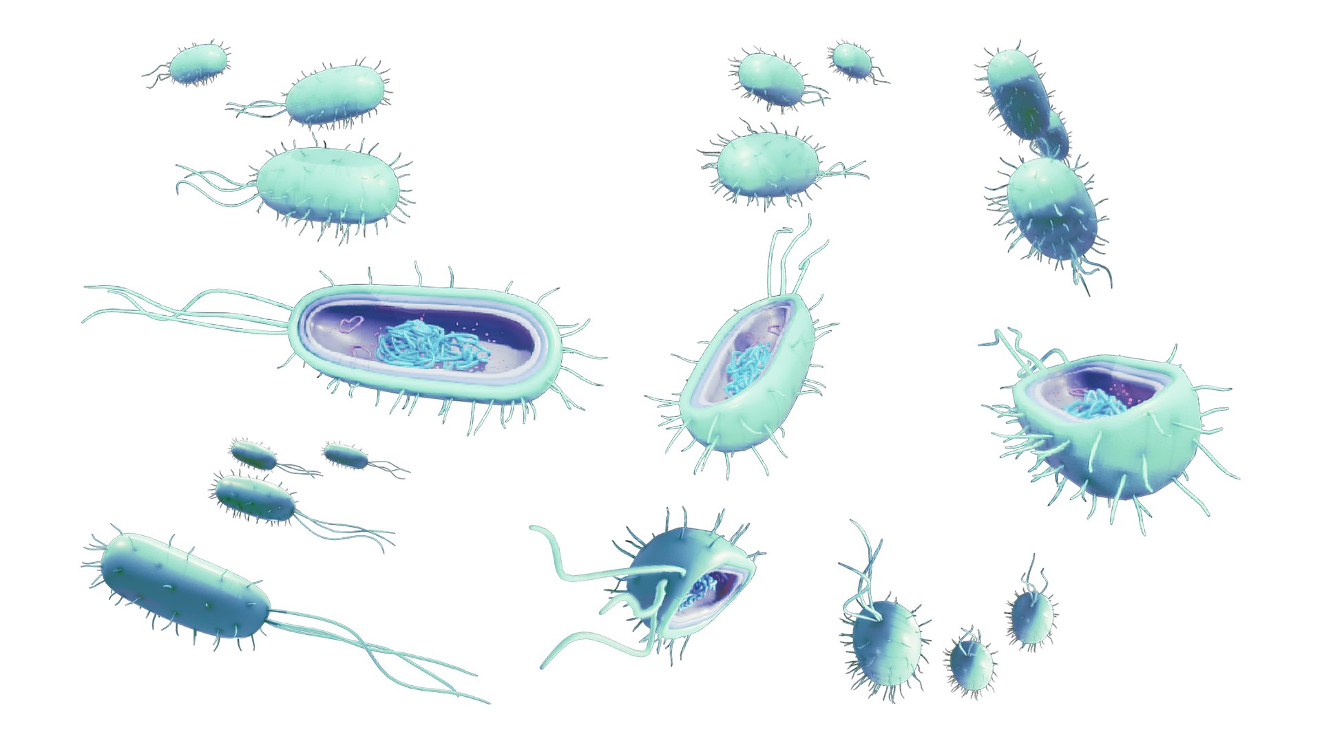 3D Prokaryotic Bacteria Cell Anatomy Model - TurboSquid 2132311