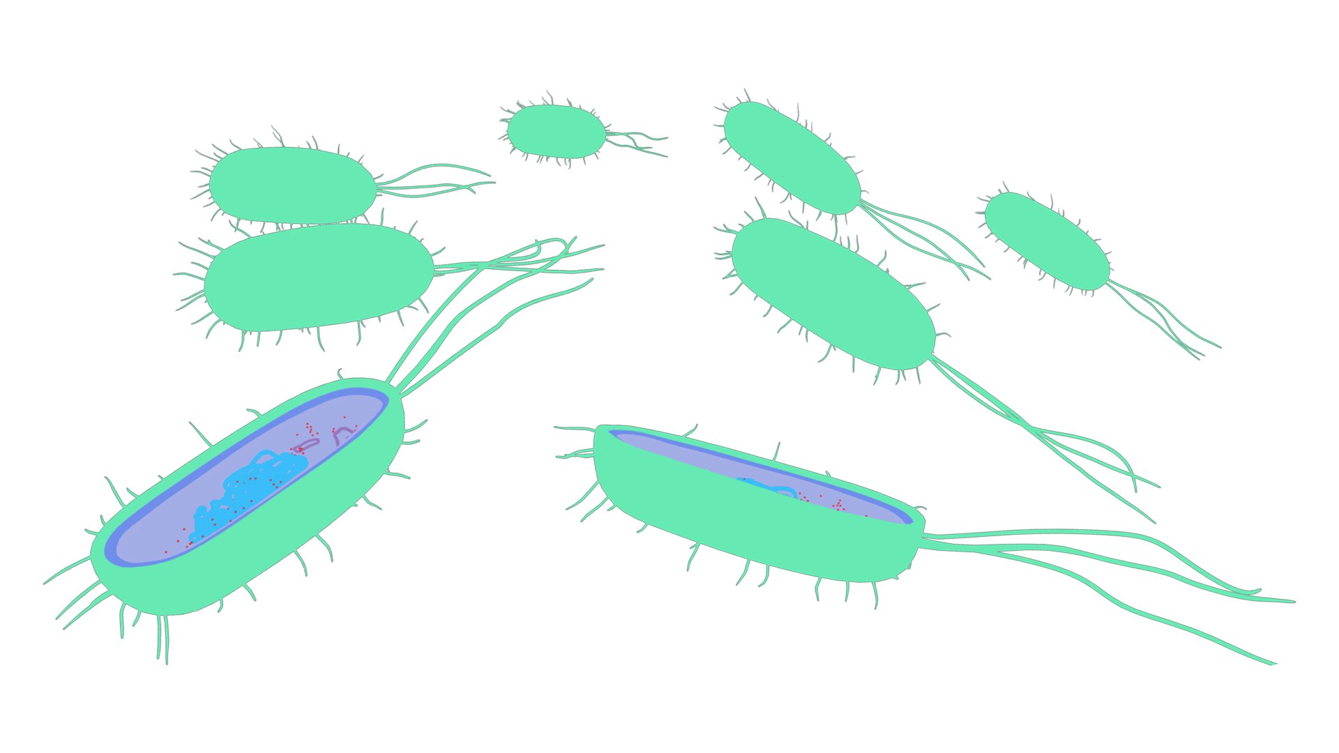 3D Prokaryotic Bacteria Cell Anatomy Model - TurboSquid 2132311