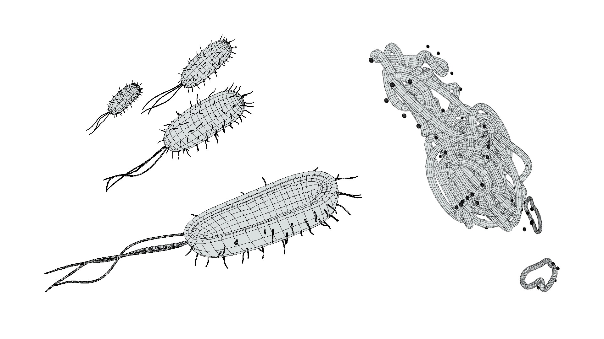 3D Prokaryotic Bacteria Cell Anatomy Model - TurboSquid 2132311