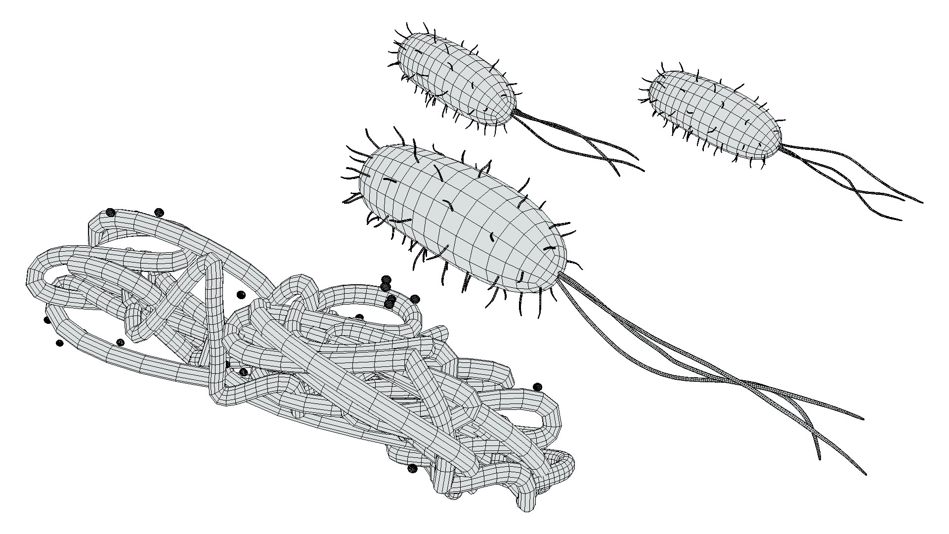 3D Prokaryotic Bacteria Cell Anatomy Model - TurboSquid 2132311