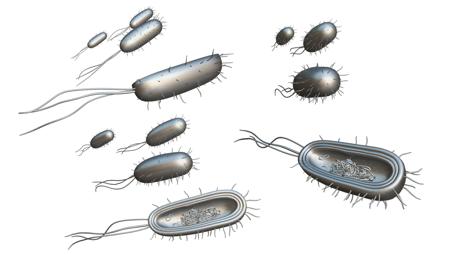 3D Prokaryotic Bacteria Cell Anatomy Model - TurboSquid 2132311
