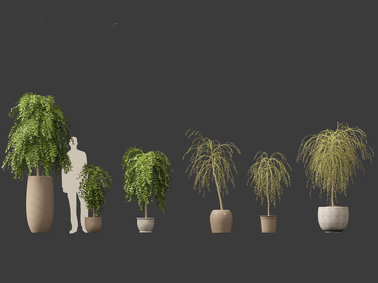 3D model Salix caprea - Goat willow 01 - TurboSquid 2125592