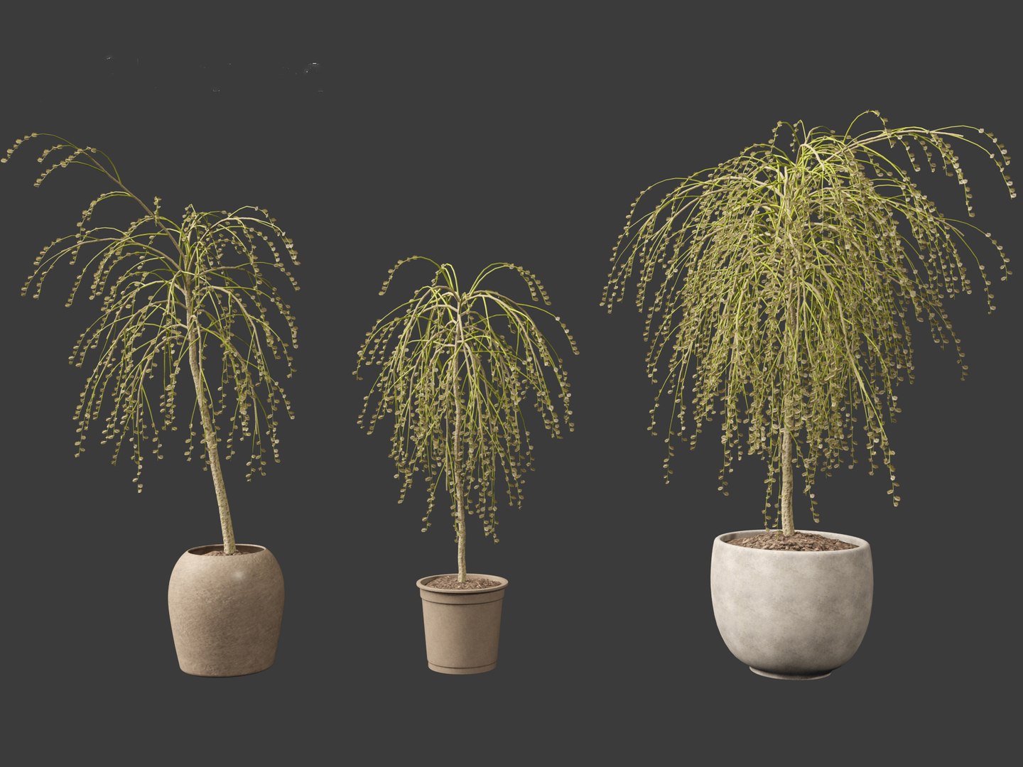 3D Model Salix Caprea - Goat Willow 01 - TurboSquid 2125592
