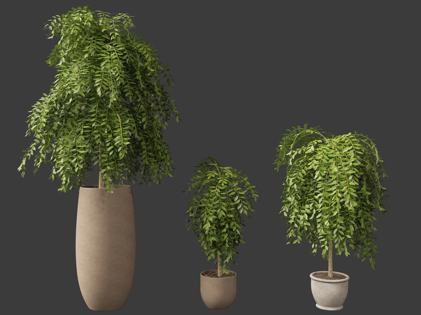3D Model Salix Caprea - Goat Willow 01 - TurboSquid 2125592