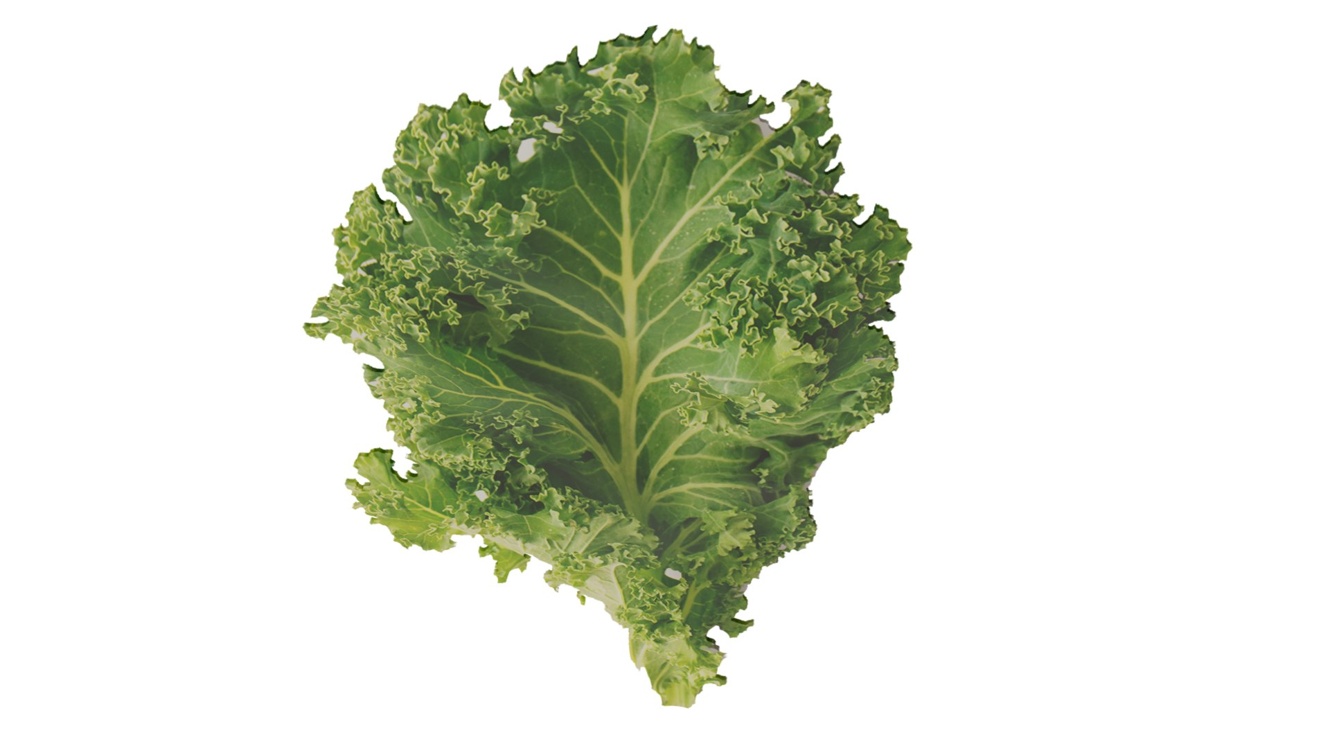 Kale 3D Model - TurboSquid 1922089