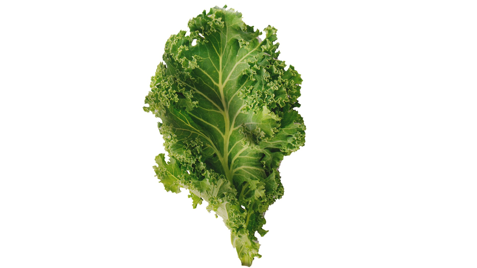 Kale 3D Model - TurboSquid 1922089