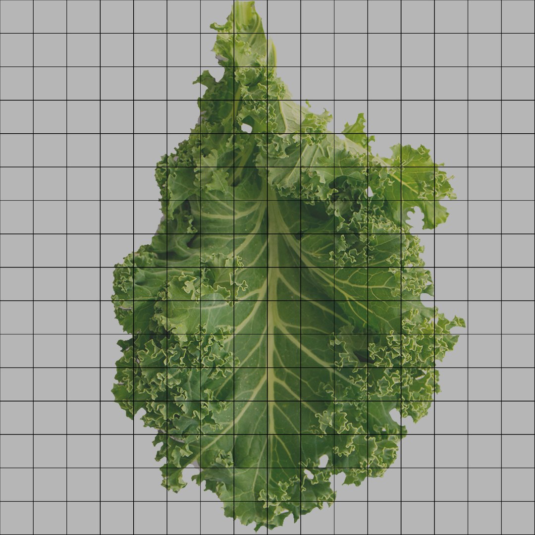 Kale 3D Model - TurboSquid 1922089