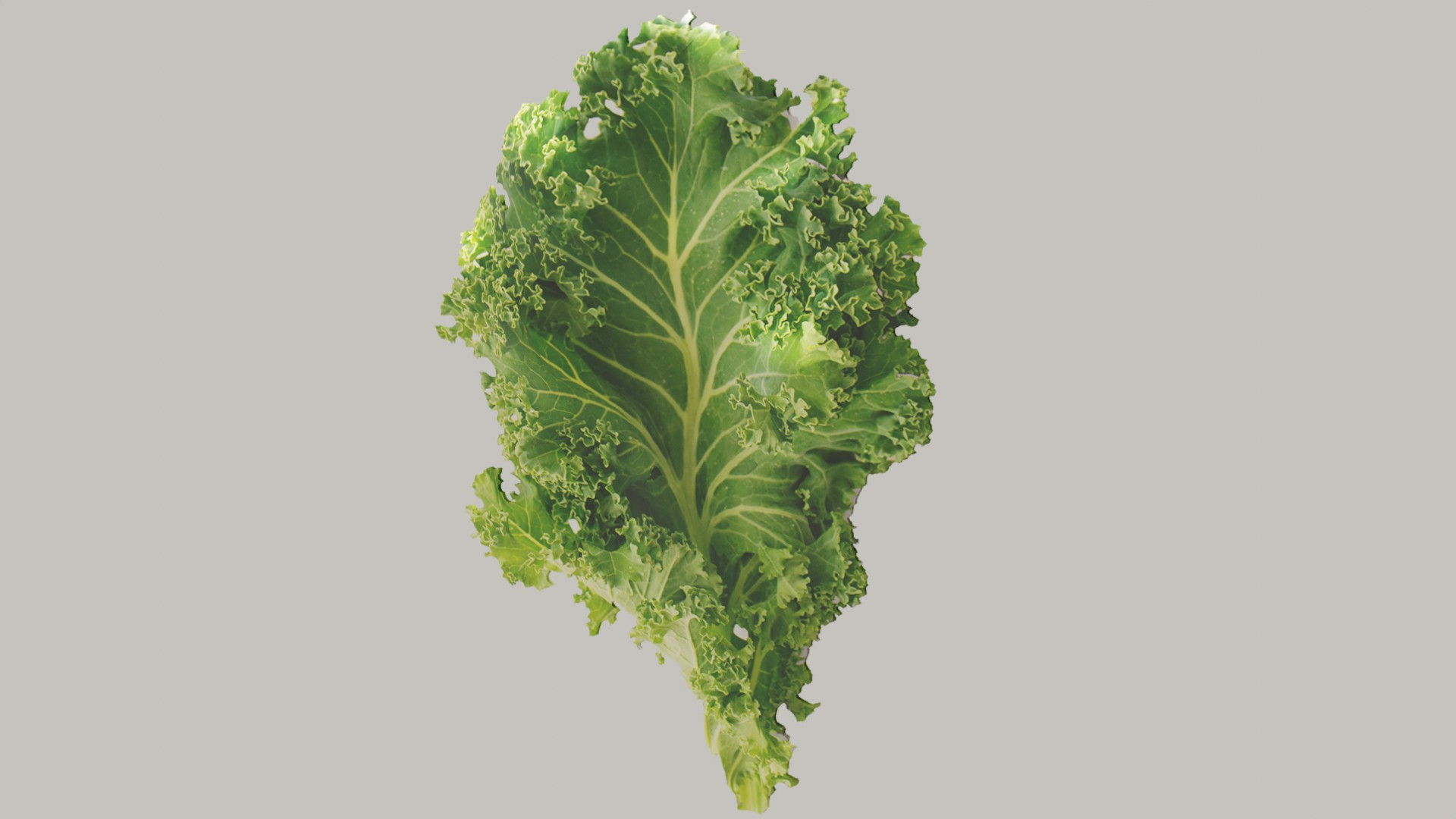 Kale 3D Model - TurboSquid 1922089