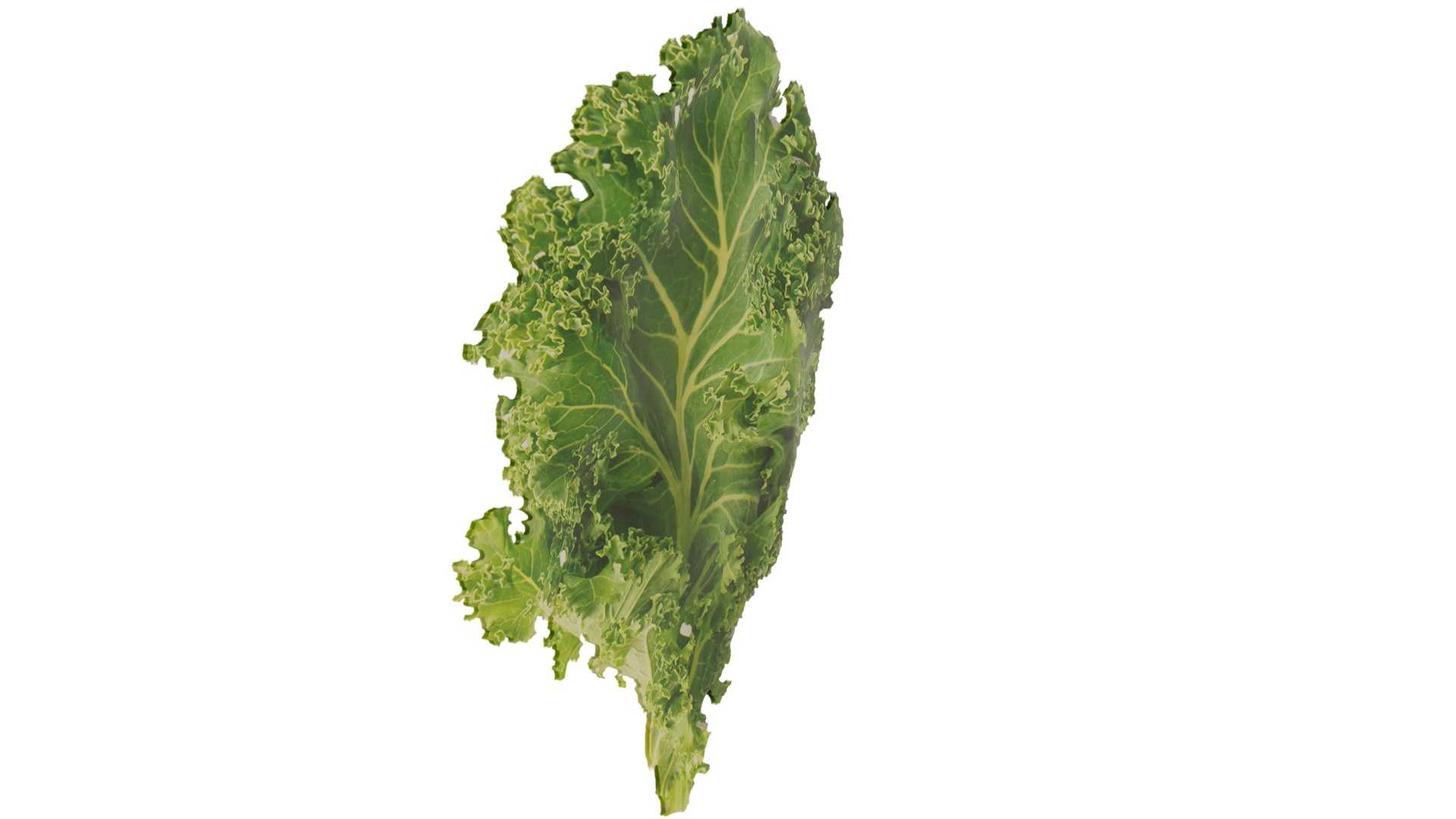 Kale 3D Model - TurboSquid 1922089