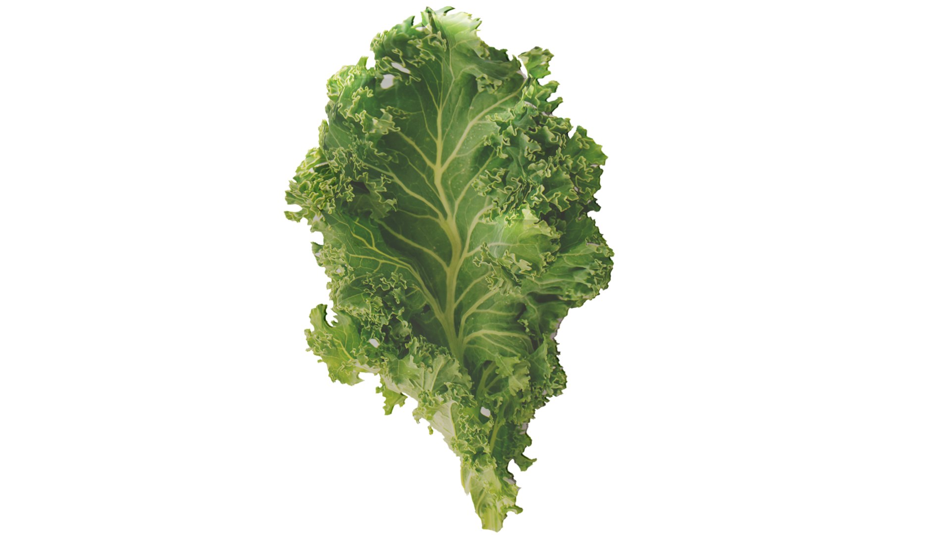Kale 3D Model - TurboSquid 1922089