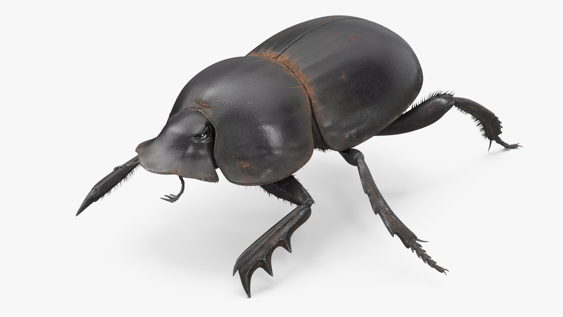 Dung Beetle Crawling Dirt Fur 3D - TurboSquid 2295120