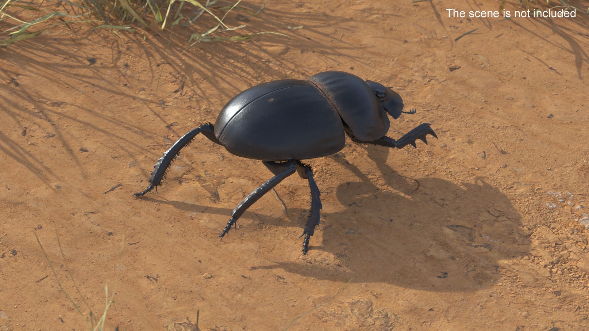 Dung Beetle Crawling Dirt Fur 3D - TurboSquid 2295120