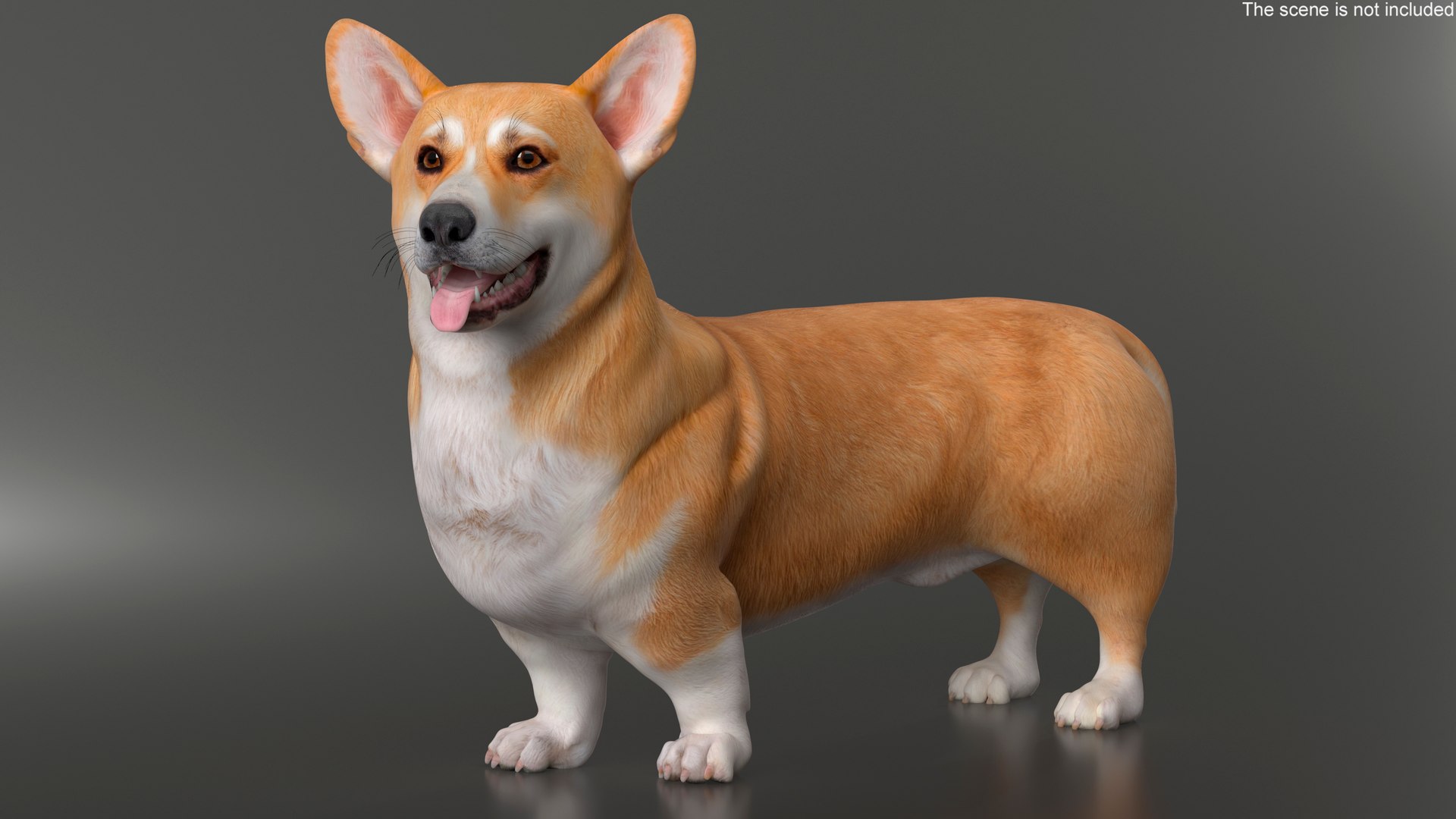 3D Model Dog Welsh Corgi Pembroke Standing Pose - TurboSquid 2413110