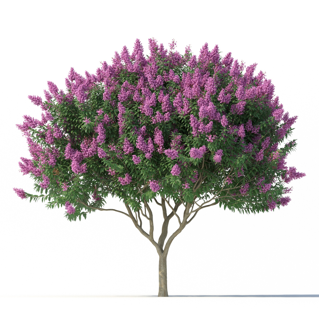 3D Model Crape Myrtle No 2 With Flowers - TurboSquid 1764201