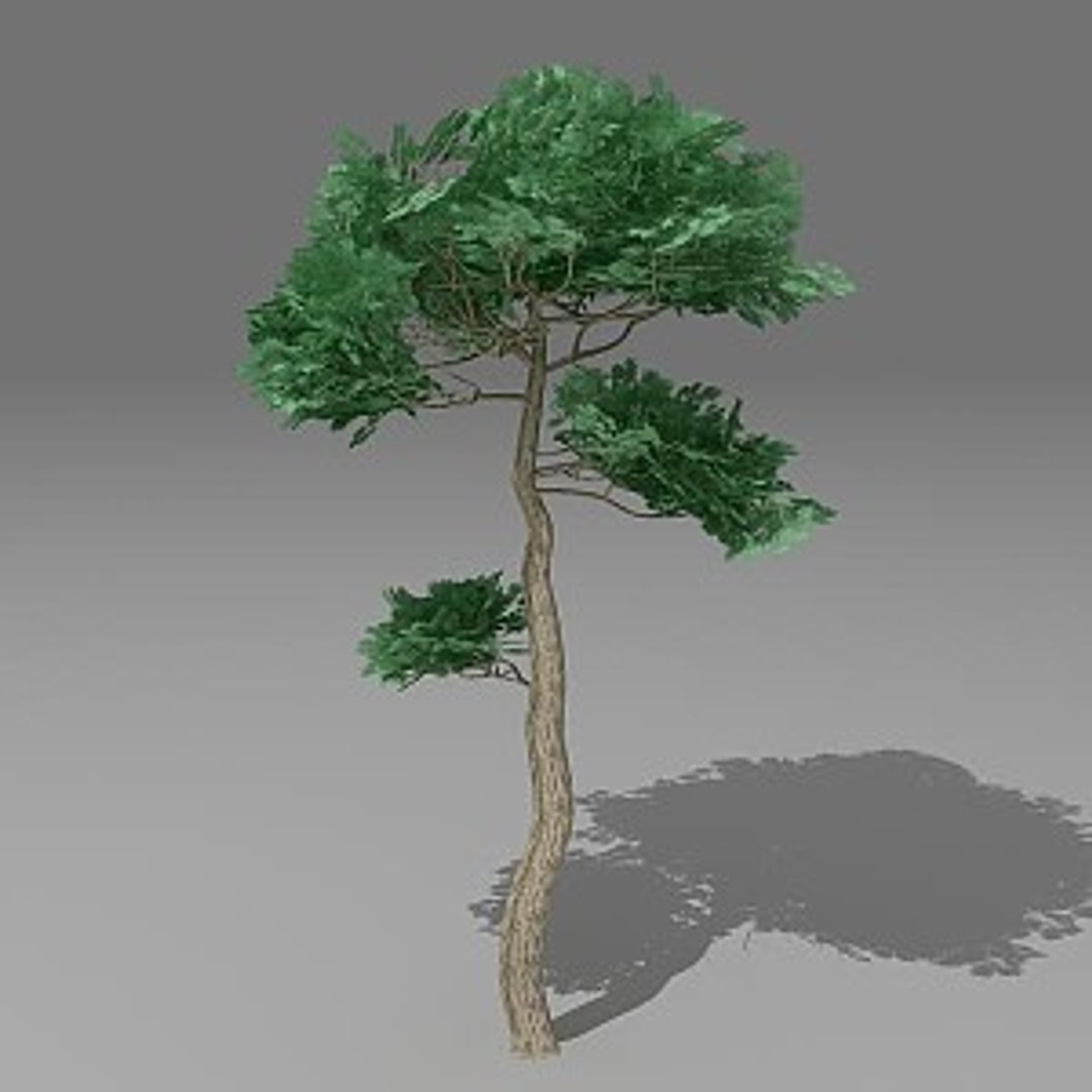 3d Pinus Tree Model