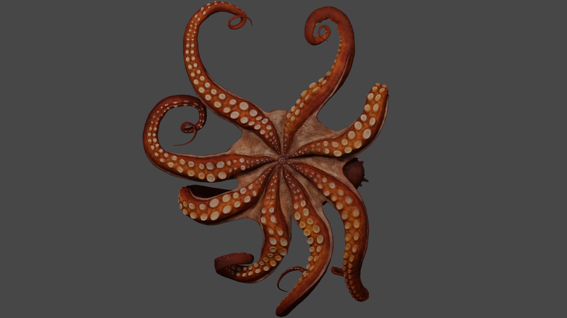 Giant Pacific Octopus 3D Model - TurboSquid 2034536