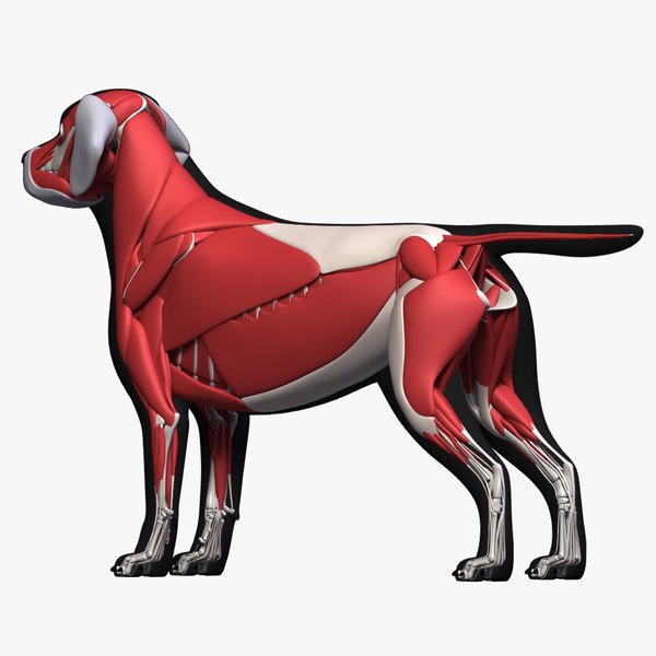3D dog anatomy labrador model - TurboSquid 1353765