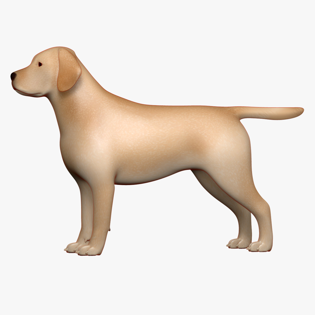 3D dog anatomy labrador model - TurboSquid 1353765