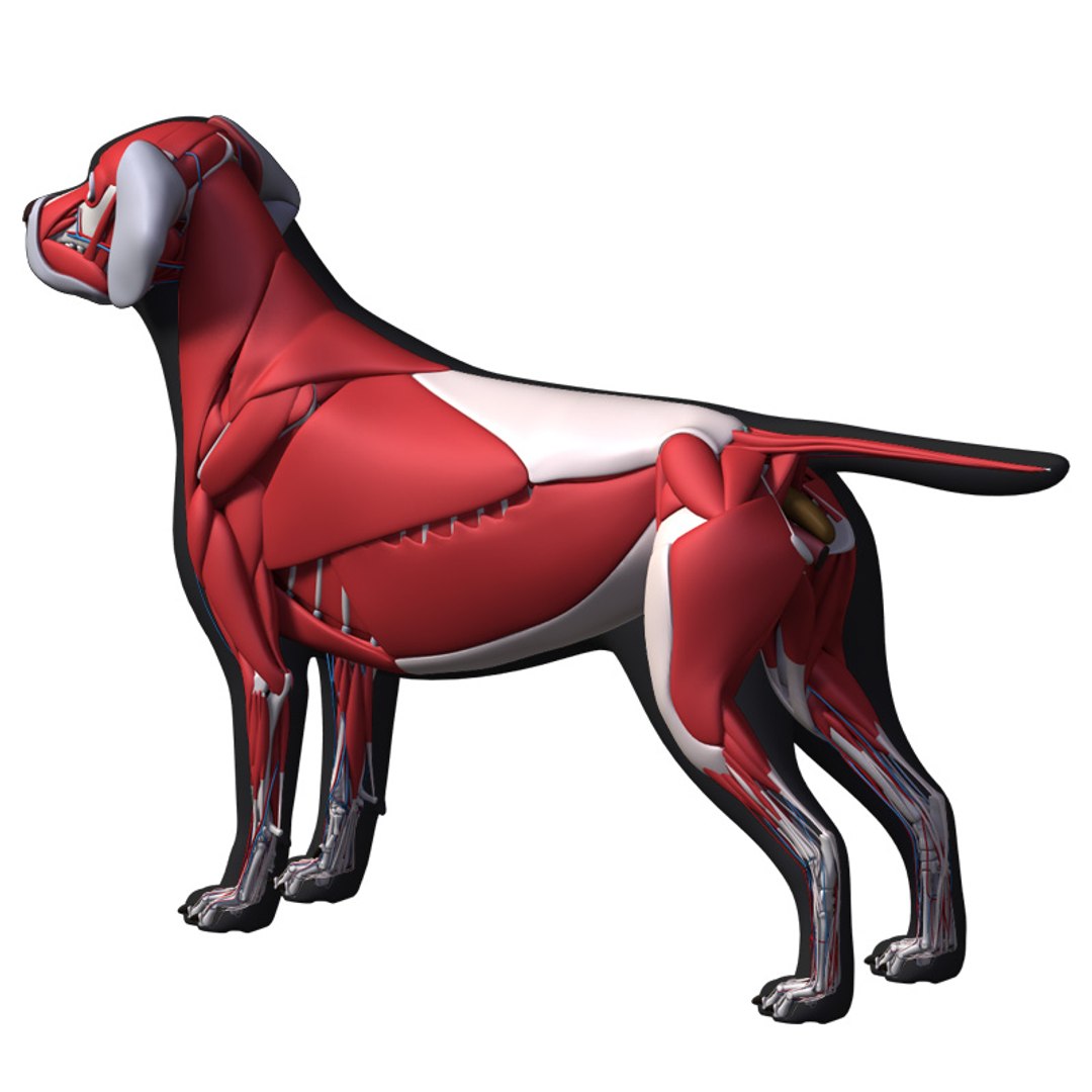 3D dog anatomy labrador model - TurboSquid 1353765