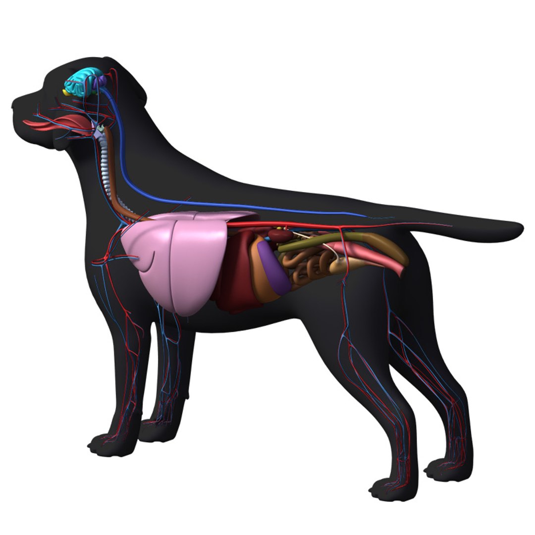 3D dog anatomy labrador model - TurboSquid 1353765