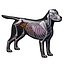 3D Dog Anatomy Labrador Model - TurboSquid 1353765