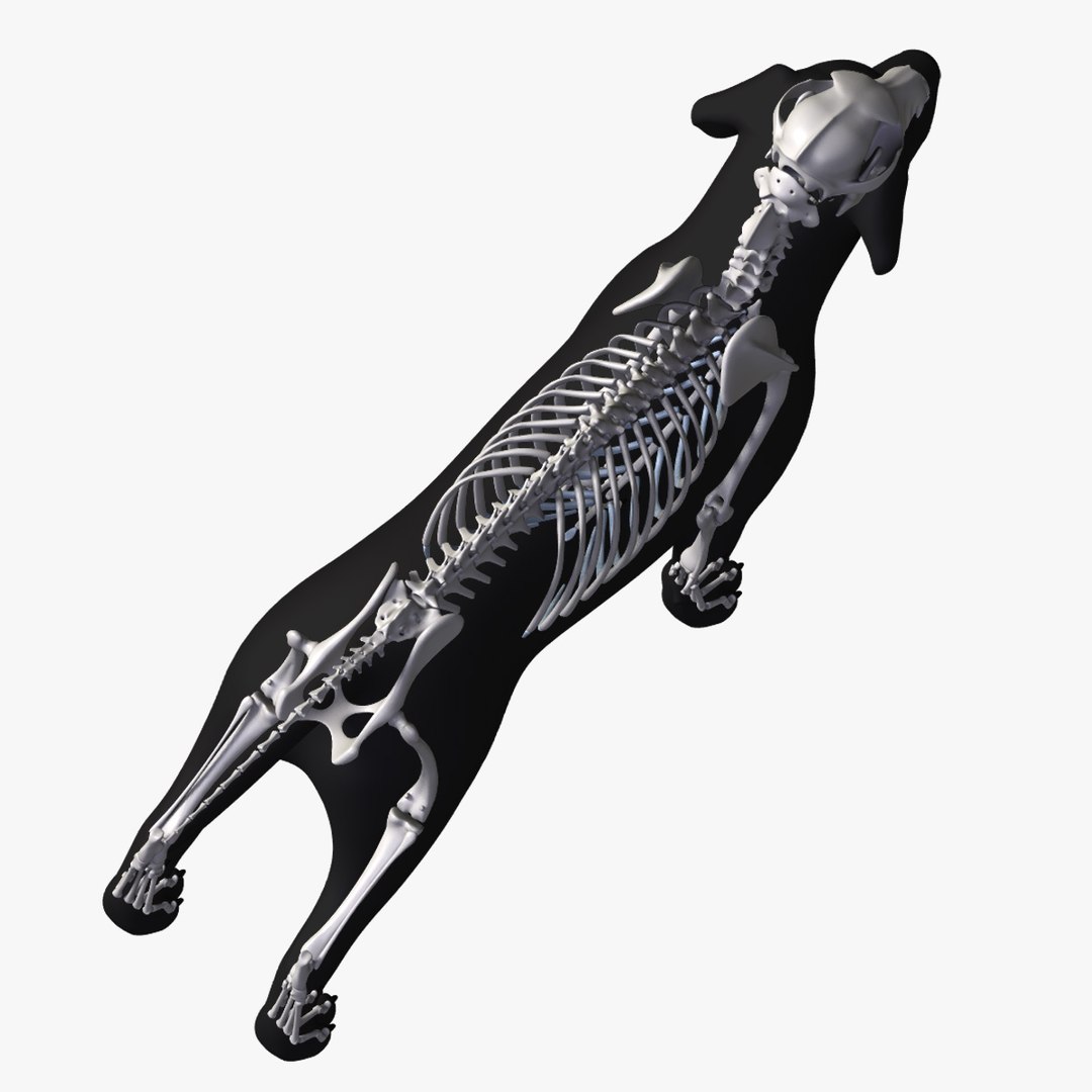 3D dog anatomy labrador model - TurboSquid 1353765