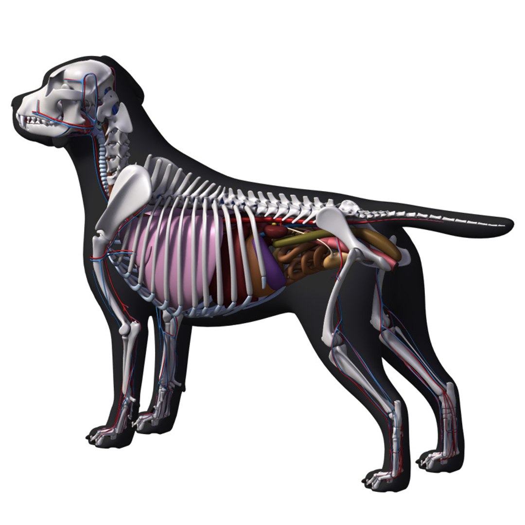 3D dog anatomy labrador model - TurboSquid 1353765