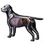 3D Dog Anatomy Labrador Model - TurboSquid 1353765