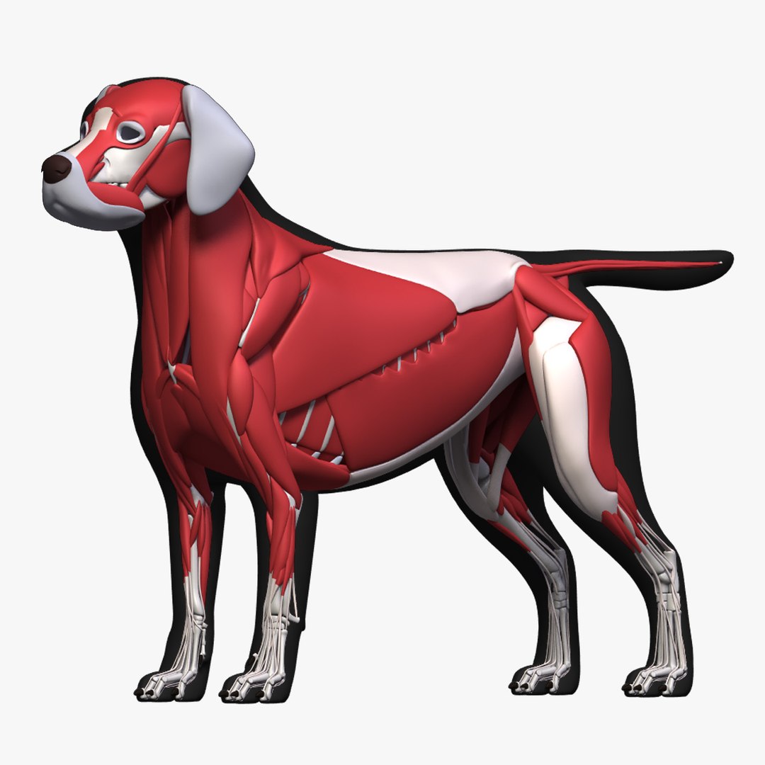 3D dog anatomy labrador model - TurboSquid 1353765