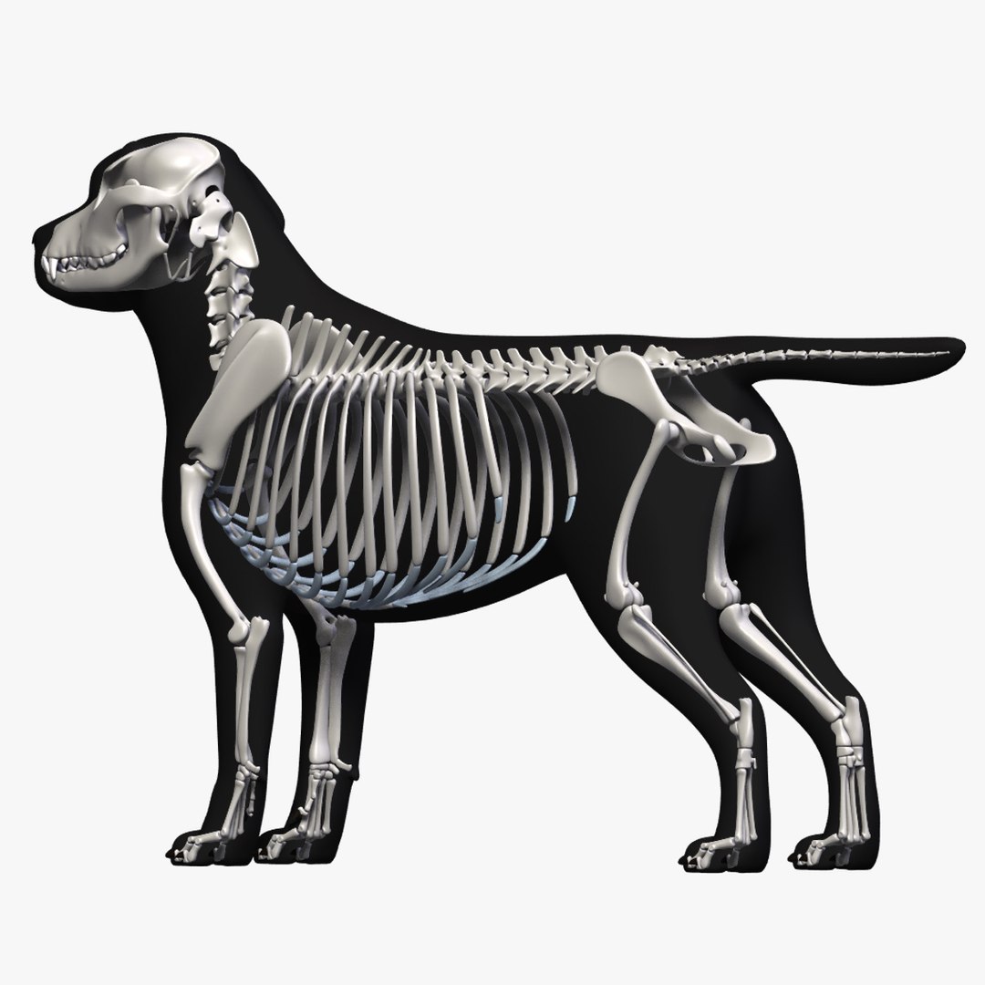 3D dog anatomy labrador model - TurboSquid 1353765