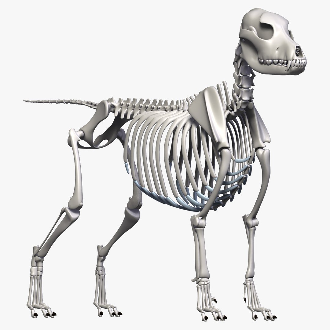 3D dog anatomy labrador model - TurboSquid 1353765