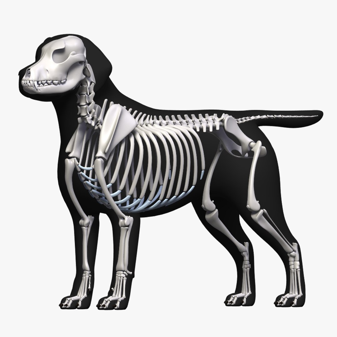 3D dog anatomy labrador model - TurboSquid 1353765