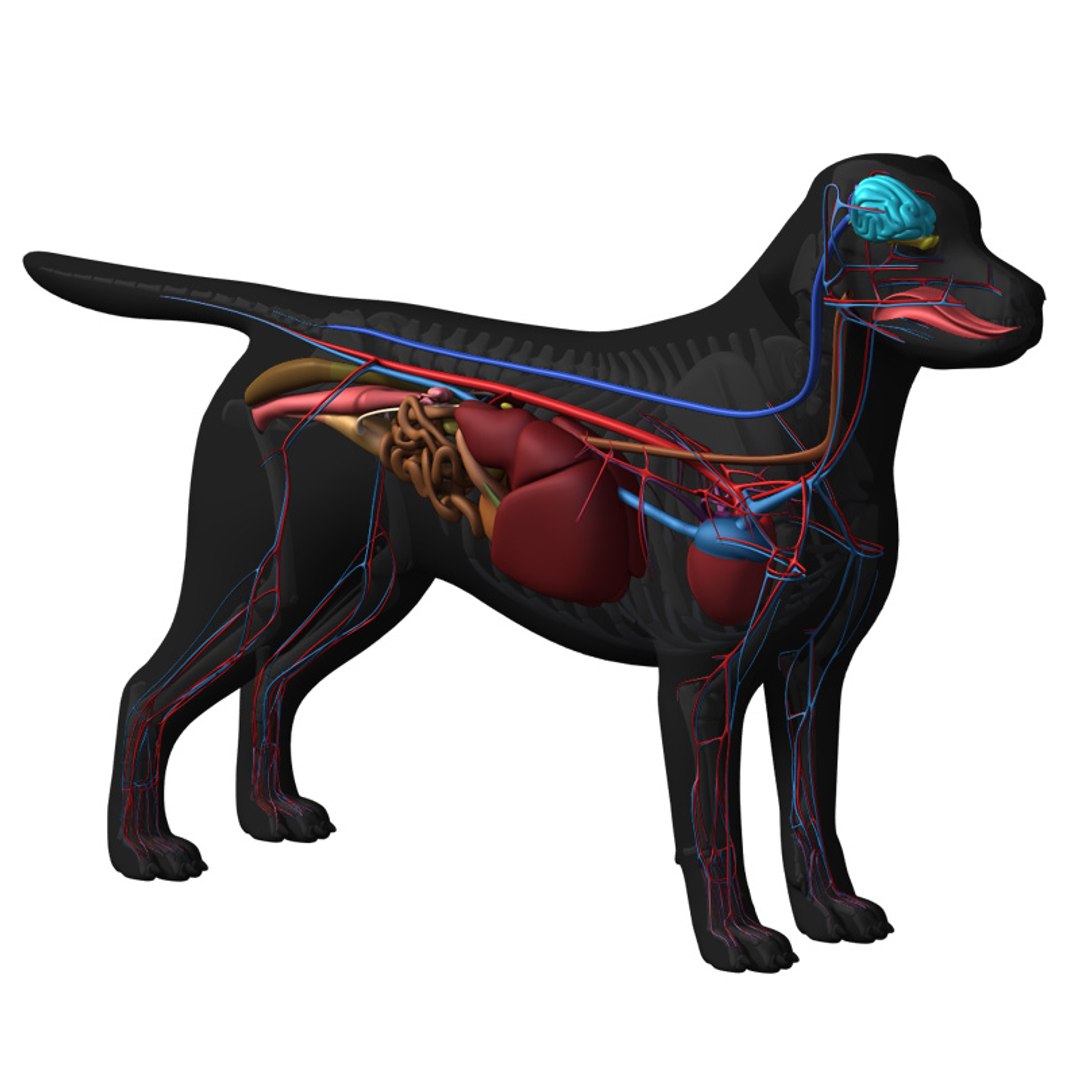 3D dog anatomy labrador model - TurboSquid 1353765