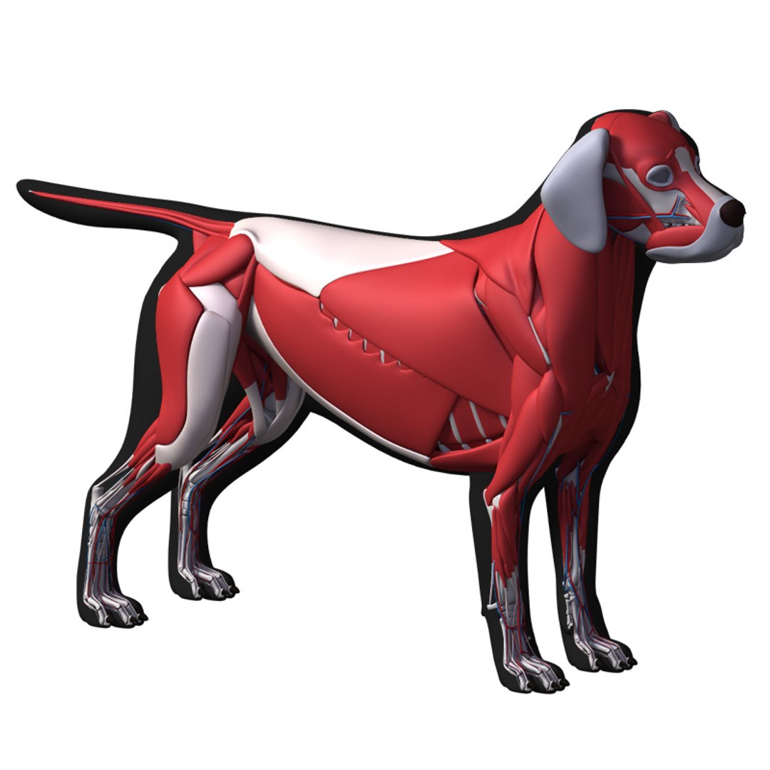3D dog anatomy labrador model - TurboSquid 1353765