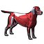 3D Dog Anatomy Labrador Model - TurboSquid 1353765