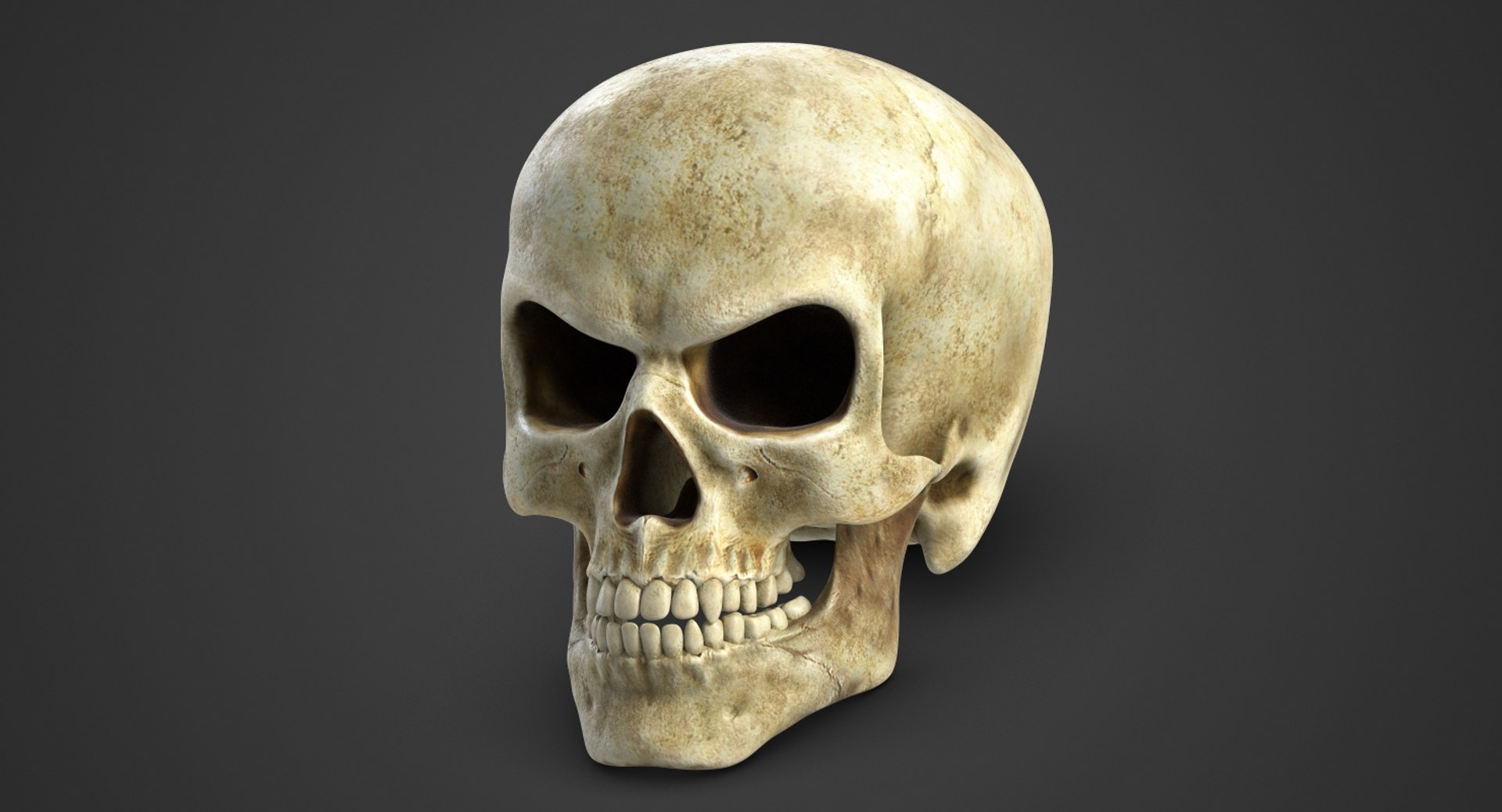 skull 3d view