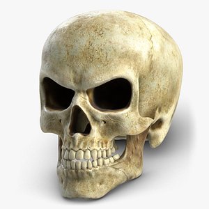 3d skeleton head