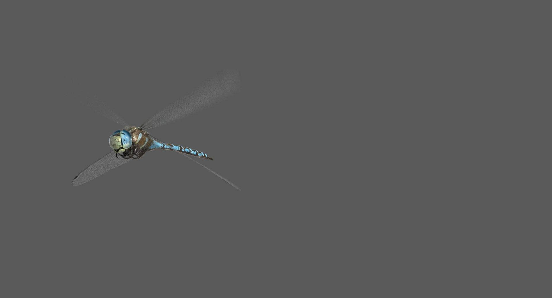 3D Dragonfly Paddle-tailed Darner Animation Flying Model - TurboSquid ...