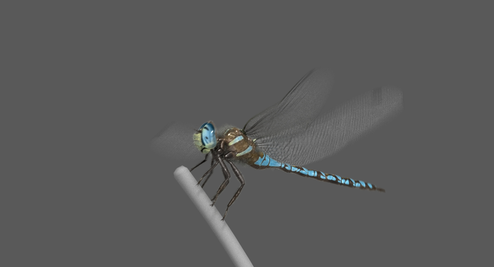 3D Dragonfly Paddle-tailed Darner Animation Flying Model - TurboSquid ...