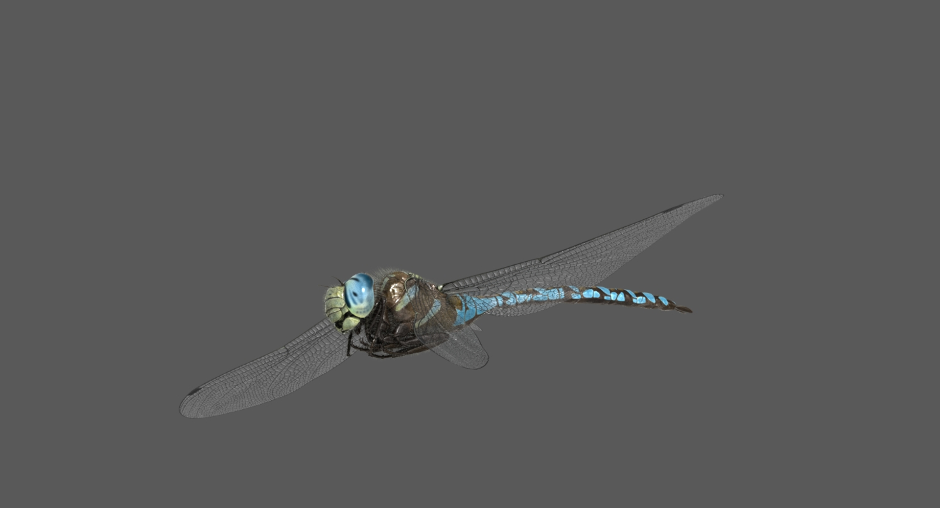 3D Dragonfly Paddle-tailed Darner Animation Flying Model - TurboSquid ...