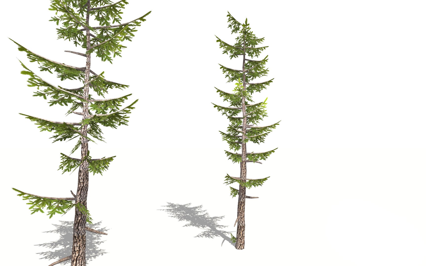 Realistic Pine Tree Model - TurboSquid 1517329