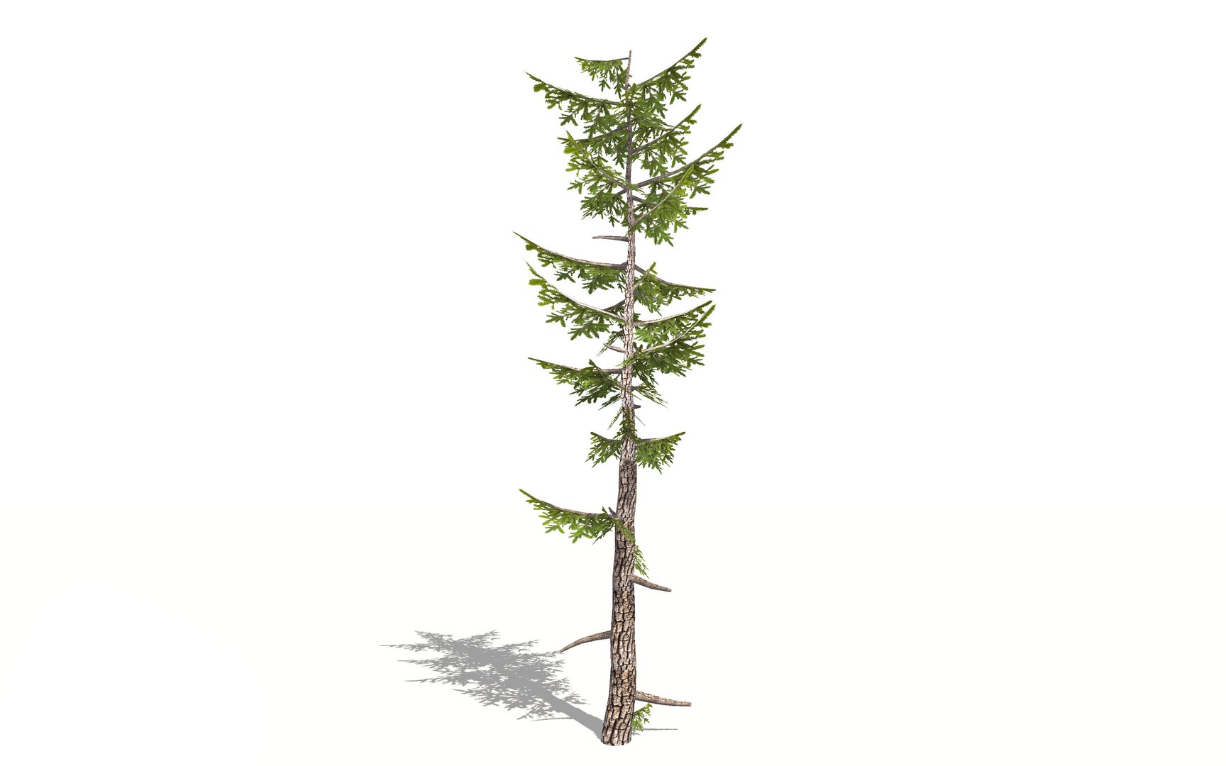 Realistic Pine Tree Model - TurboSquid 1517329