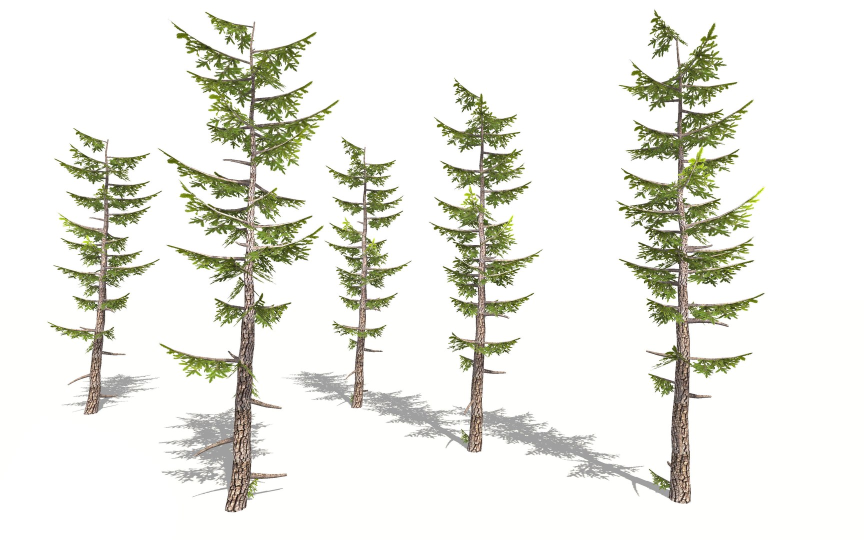Realistic Pine Tree Model - TurboSquid 1517329