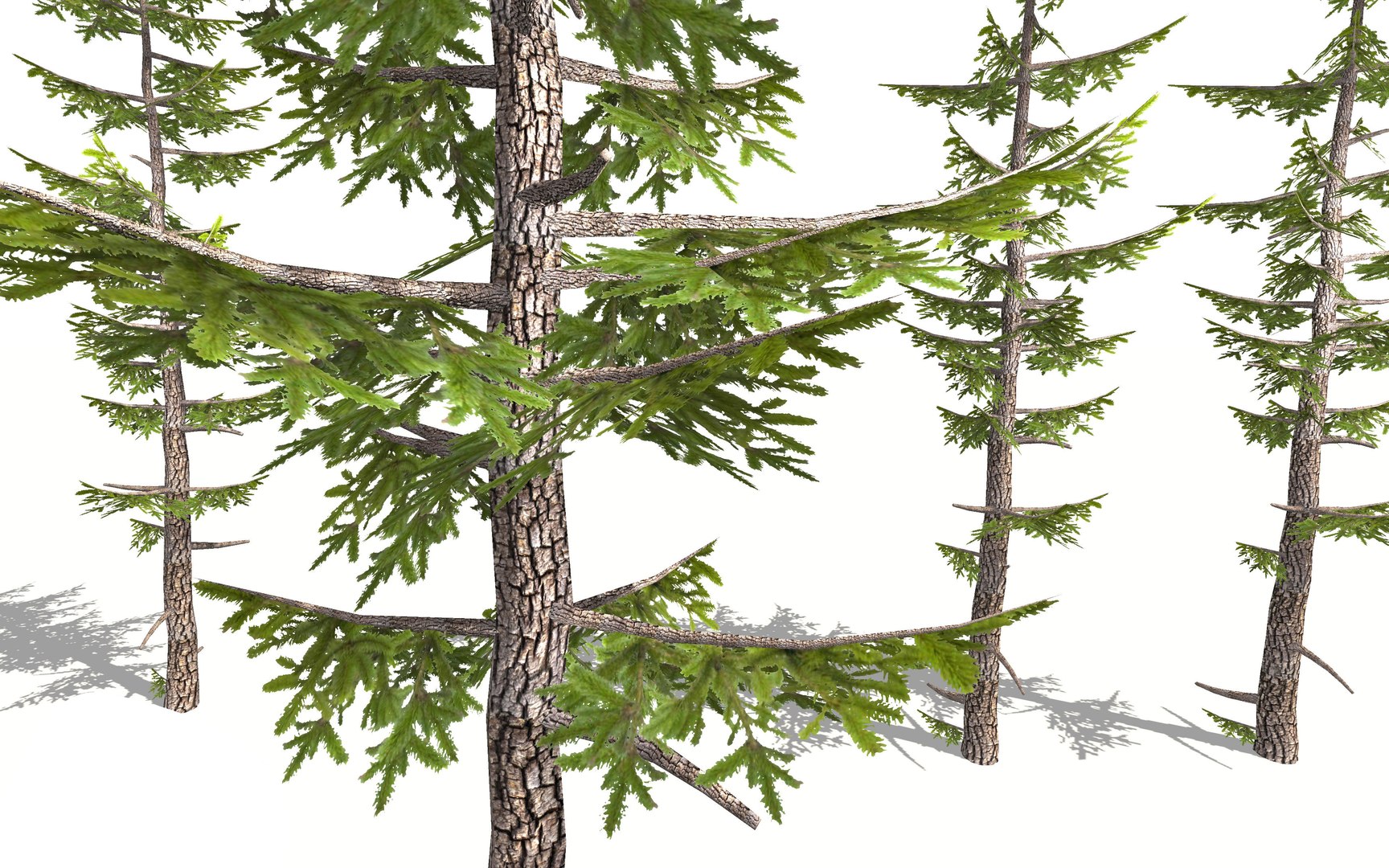 Realistic Pine Tree Model - TurboSquid 1517329