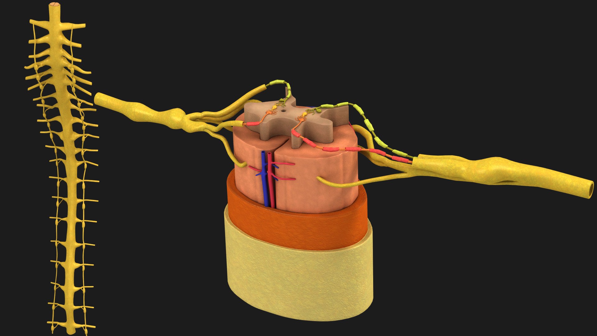 Spinal Cord With Neurons 3D Model - TurboSquid 2450438