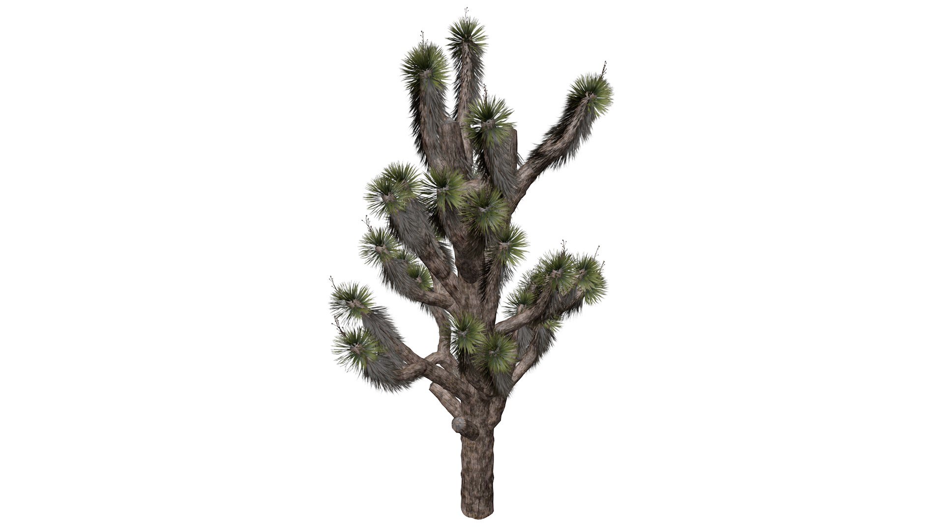 Joshua Tree Plant Collection 3D - TurboSquid 2377987