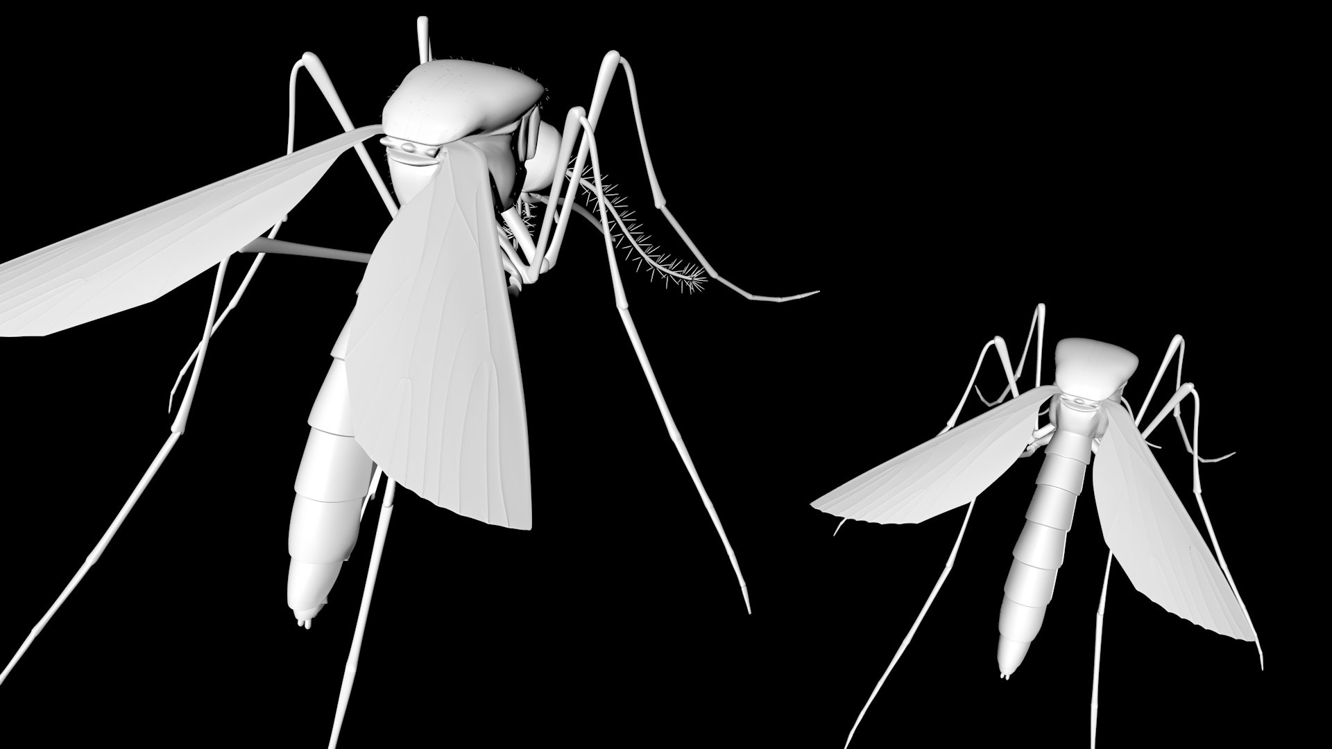 Mosquito insect bug 3D model - TurboSquid 1689577