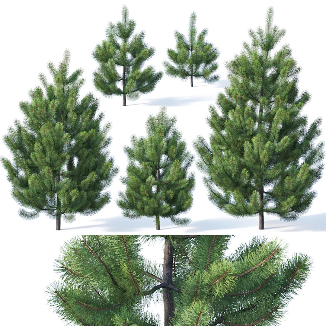 3D Pines Needles Model - TurboSquid 1373813
